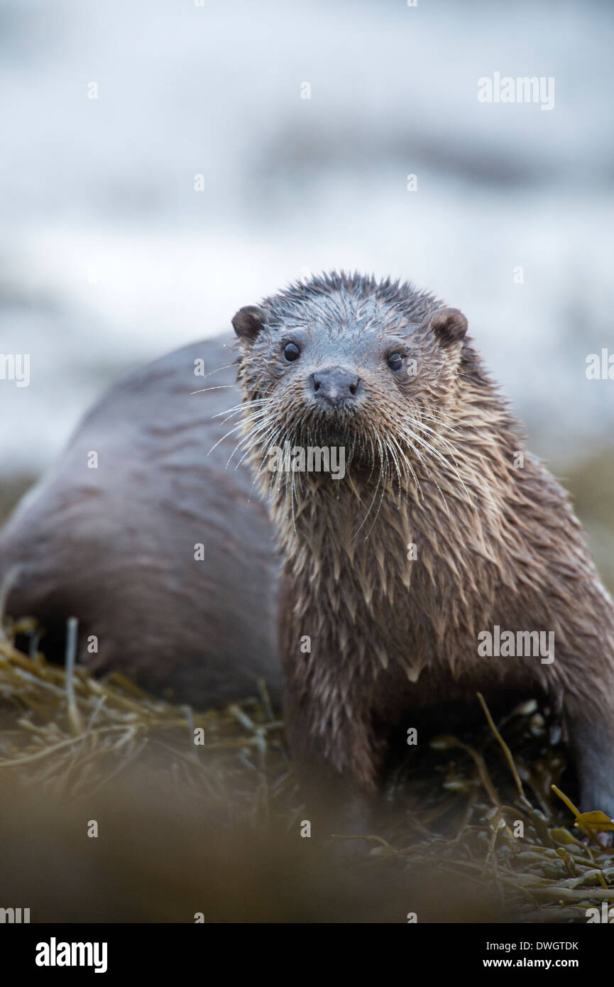 Otter (Lutra lutra), Mull, Inner Hebrides, Scotland, UK Stock Photo - Alamy