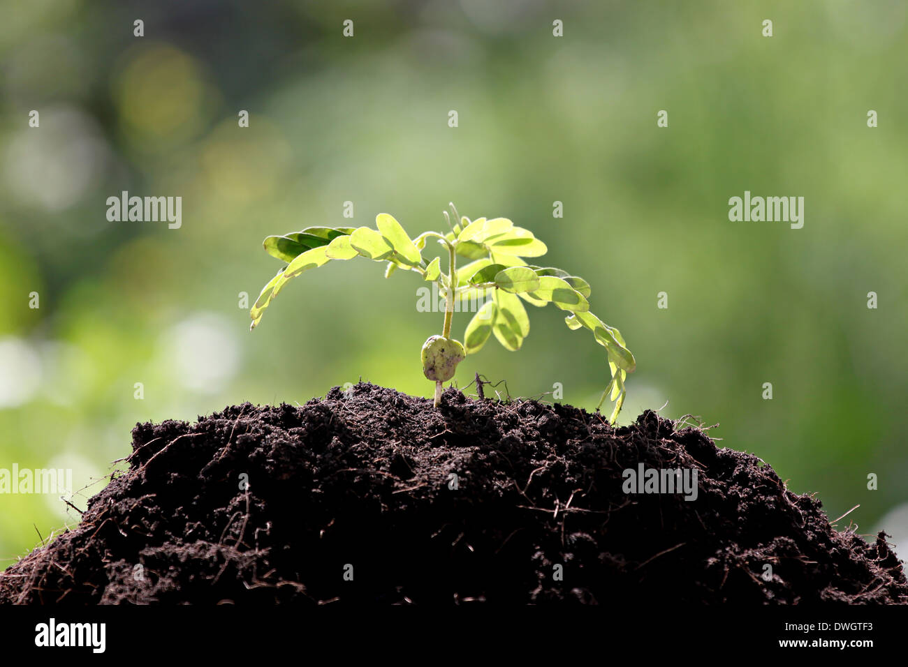 Tamarind seedlings growing out of ground Stock Photo - Alamy