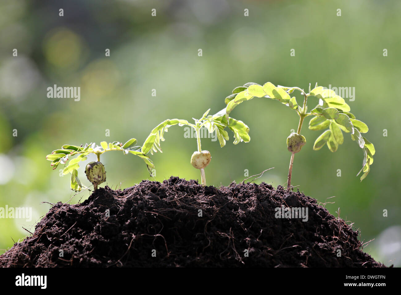 Tamarind seedlings growing out of ground Stock Photo - Alamy