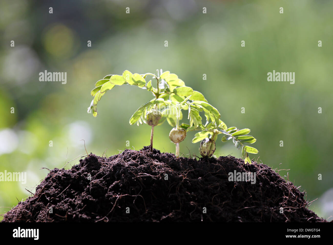 Tamarind plant hi-res stock photography and images - Alamy