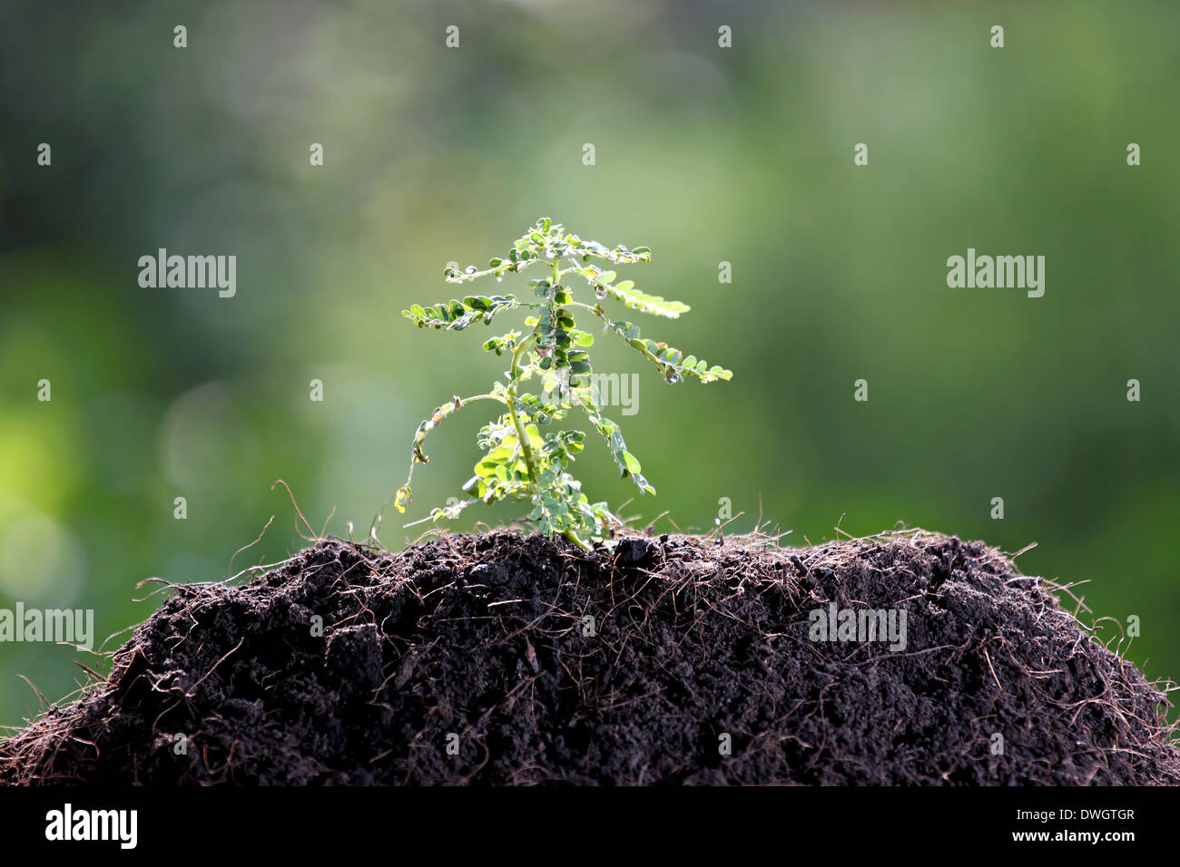 Forest tree seedlings growing out of ground Stock Photo - Alamy