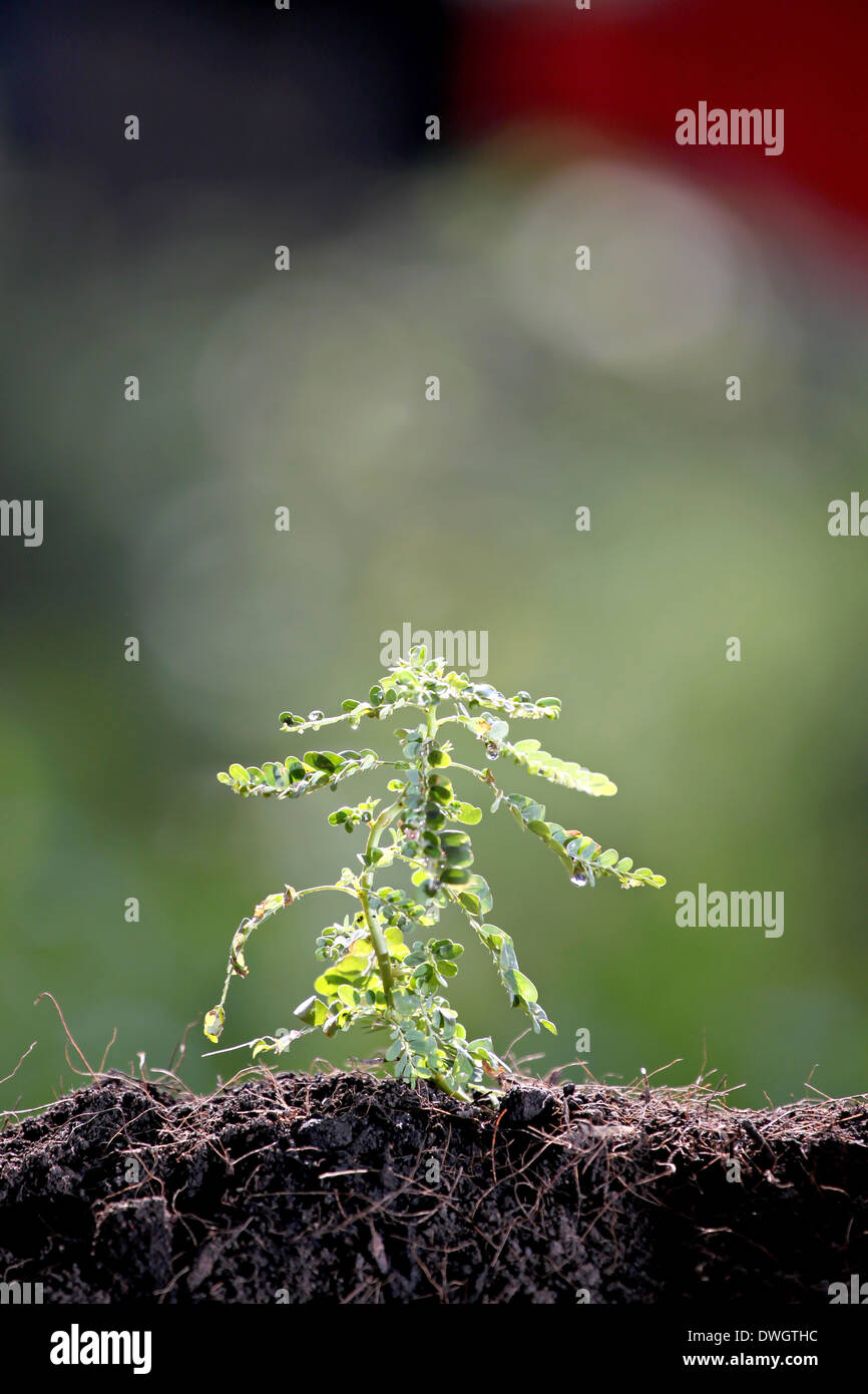 Forest tree seedlings growing out of ground Stock Photo - Alamy
