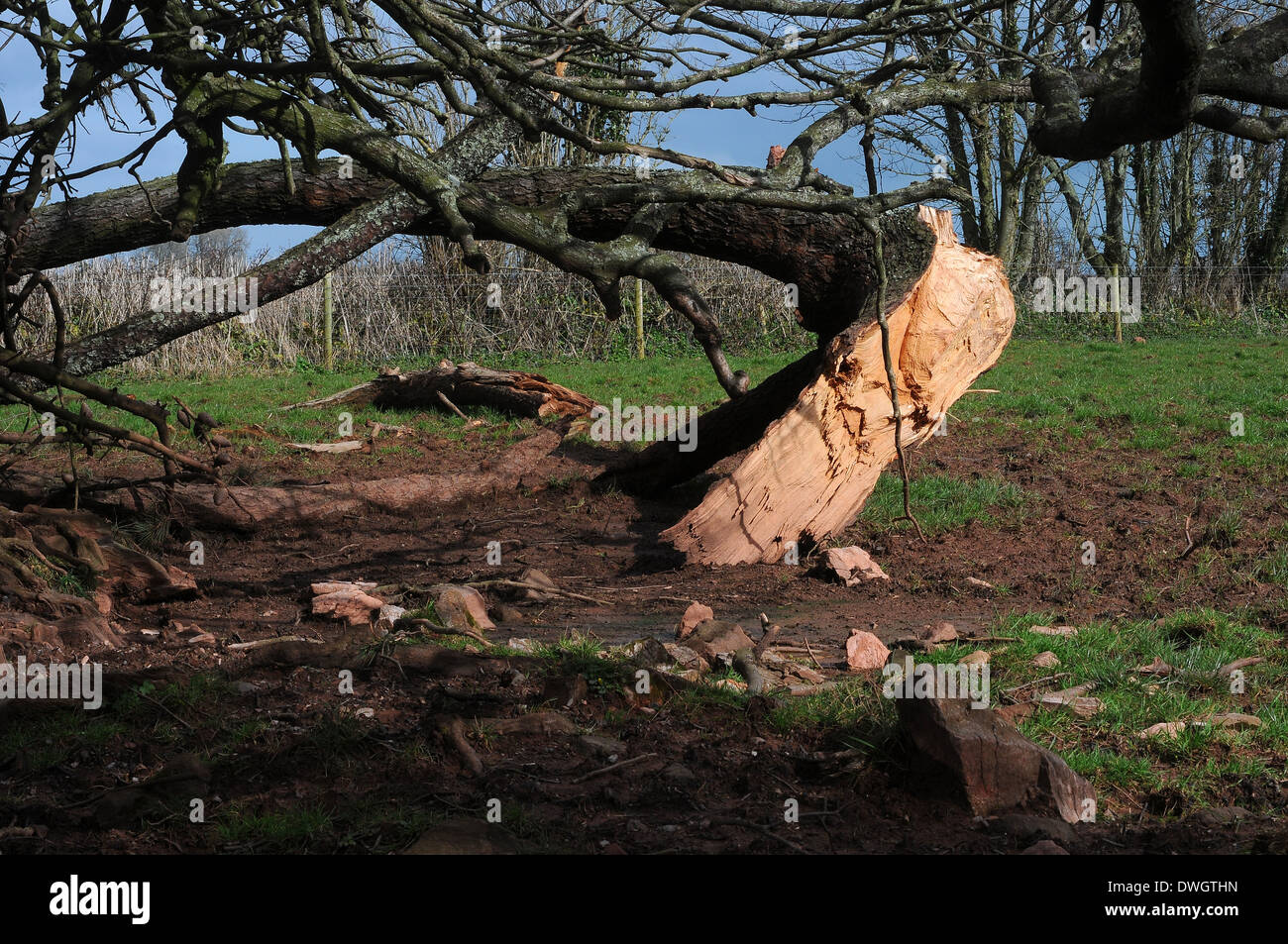 Tree bough hi-res stock photography and images - Alamy