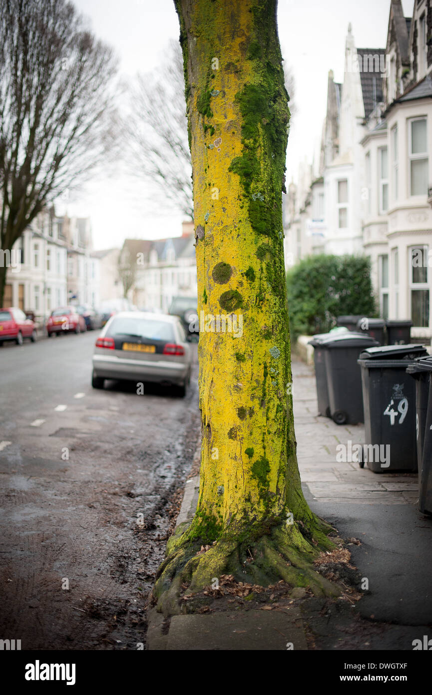 Diseased with large roots Tree in city street Stock Photo - Alamy