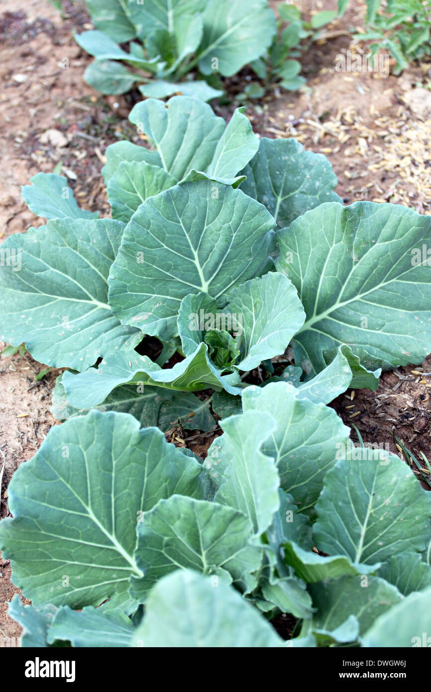 Seedling of Cabbage aground in vegetable gardening Stock Photo - Alamy