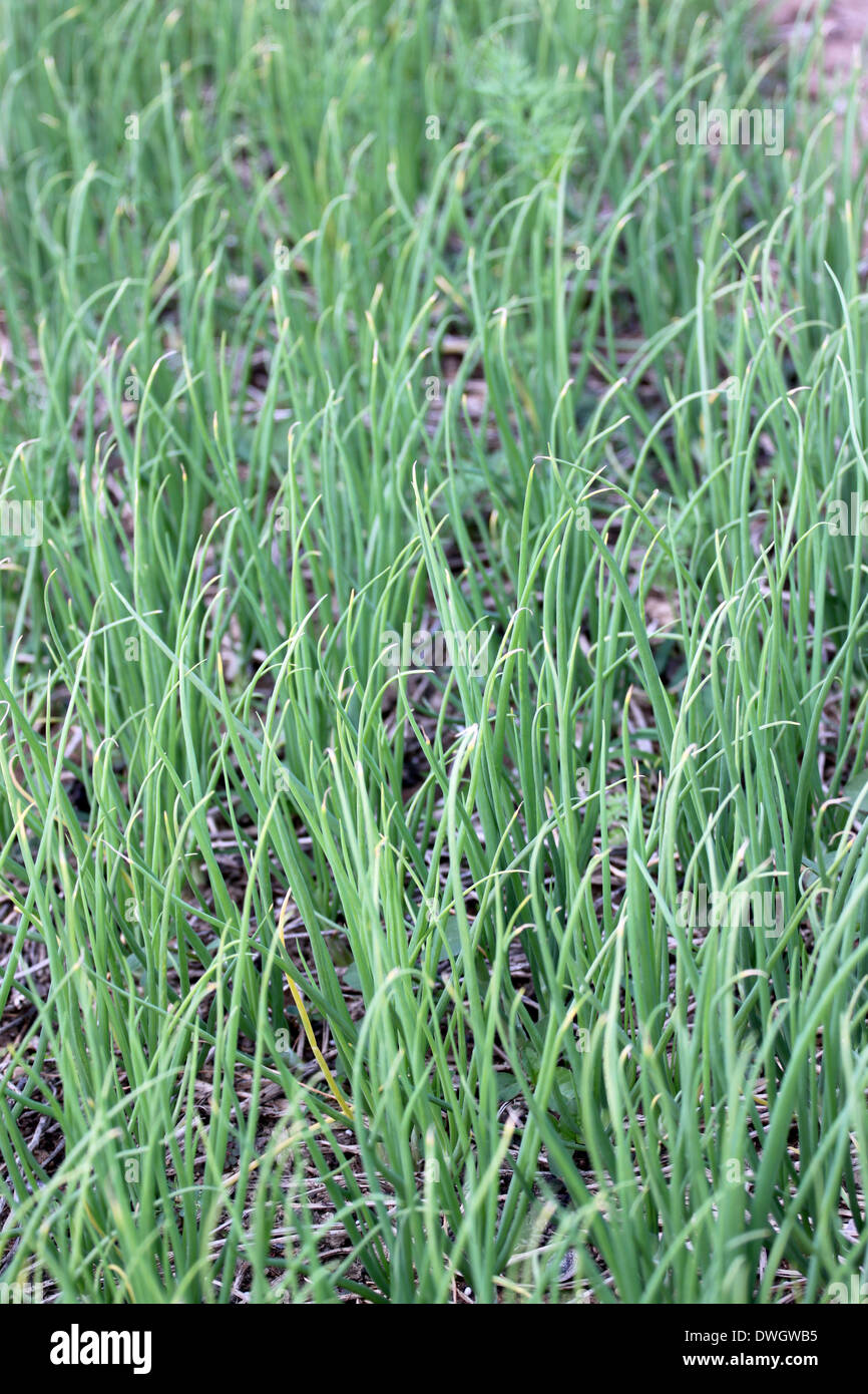 Spring onions in the vegetable garden Stock Photo - Alamy