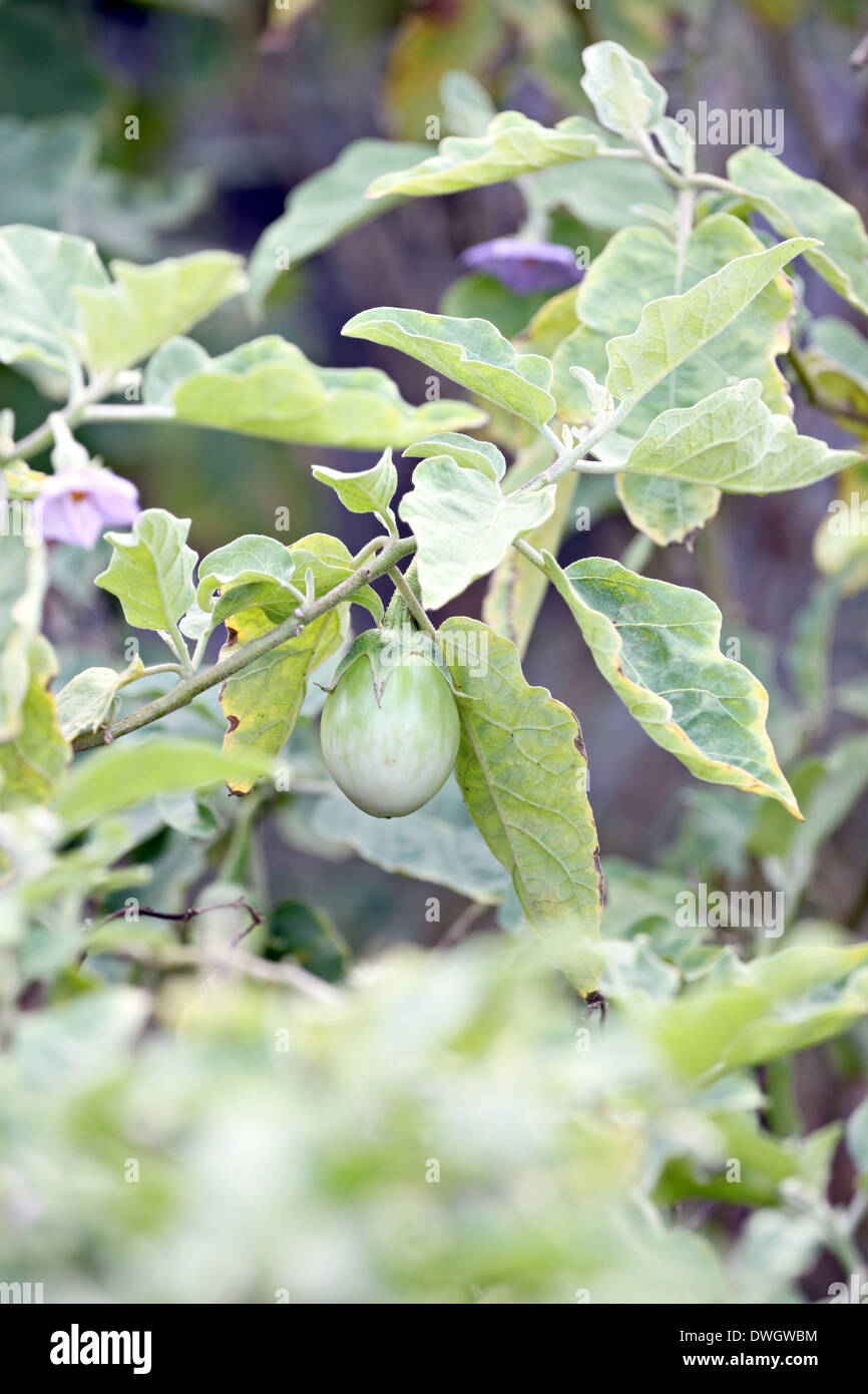 Bittersweet hi-res stock photography and images - Alamy
