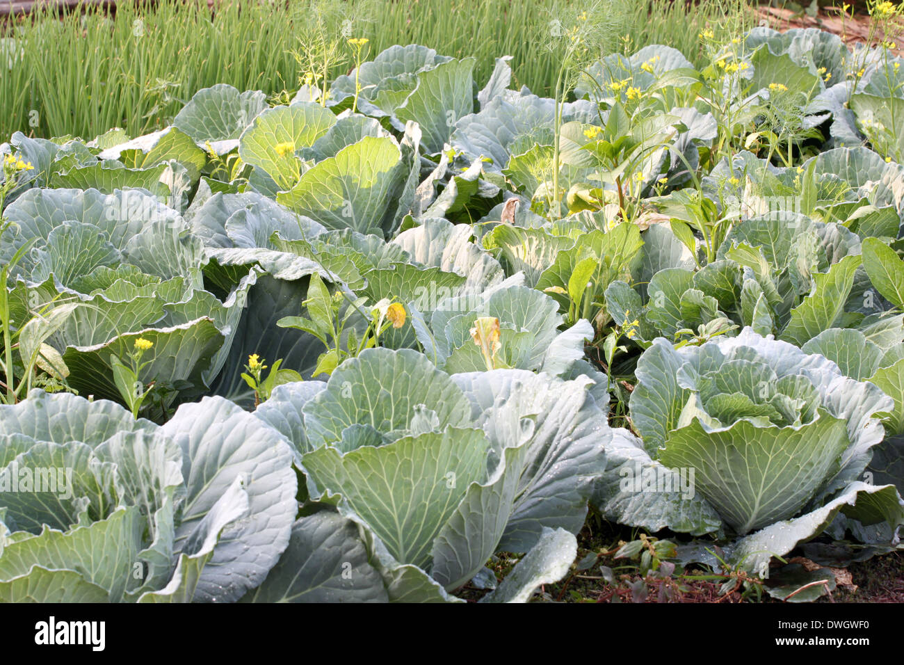 Cabbage in the vegetable garden and morning sunlight Stock Photo - Alamy