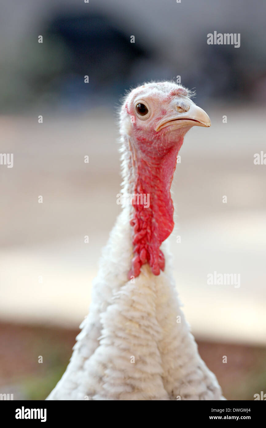 The head of Turkey hen Stock Photo - Alamy