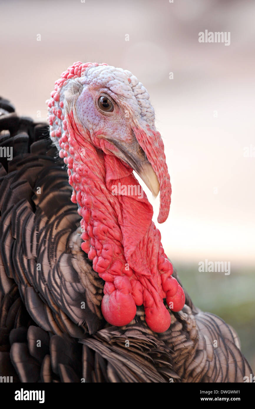 Male turkey hi-res stock photography and images - Alamy