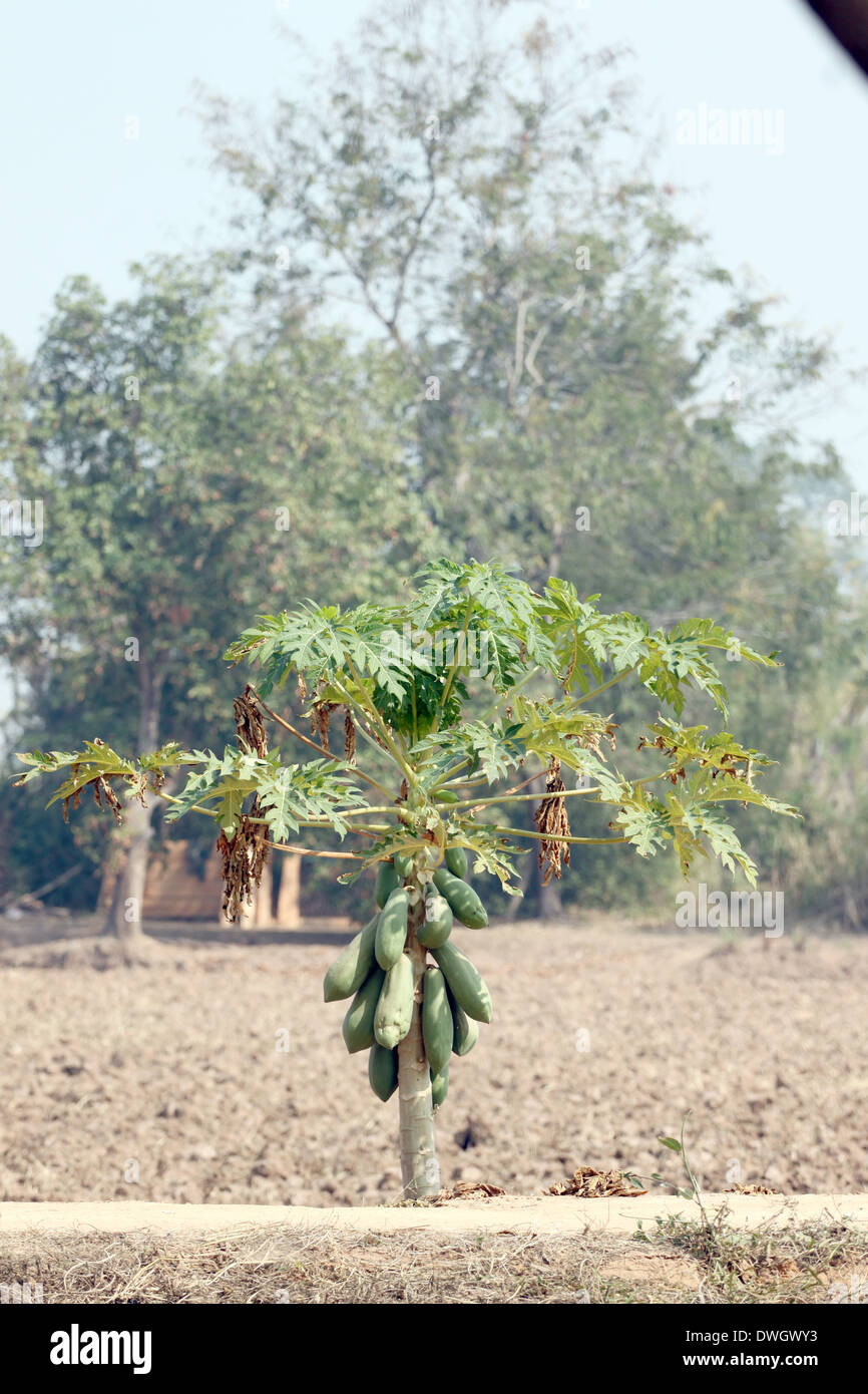Growing trees in water hi-res stock photography and images - Alamy