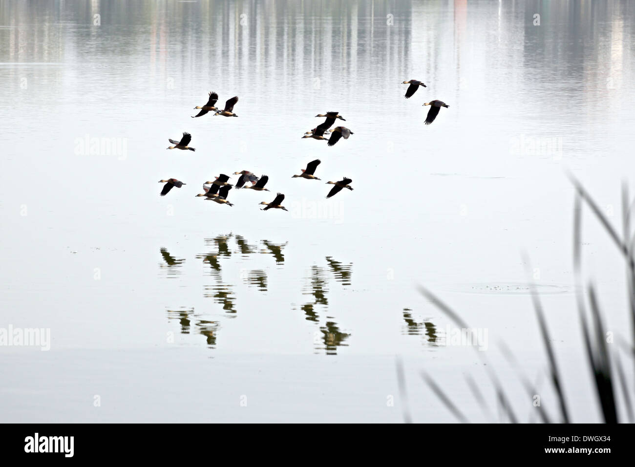 Anatidae hi-res stock photography and images - Alamy