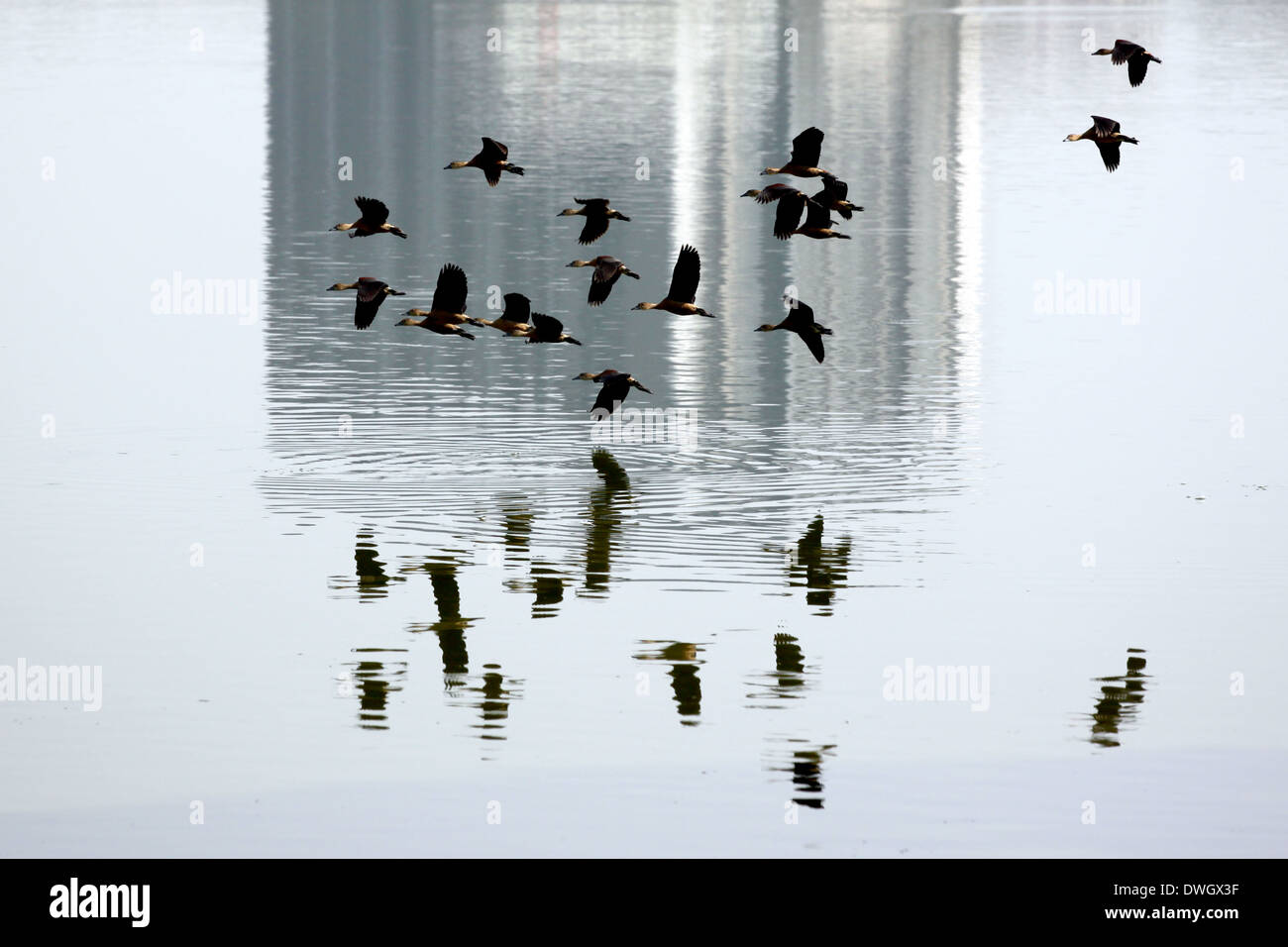 Anatidae hi-res stock photography and images - Alamy