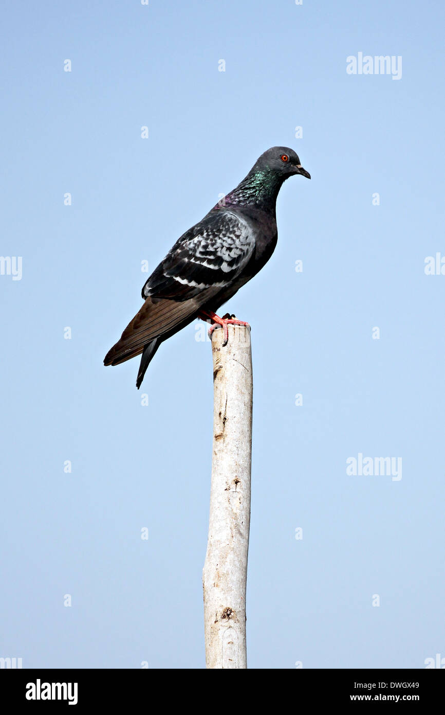 The Pigeons perched atop wood poles Stock Photo - Alamy