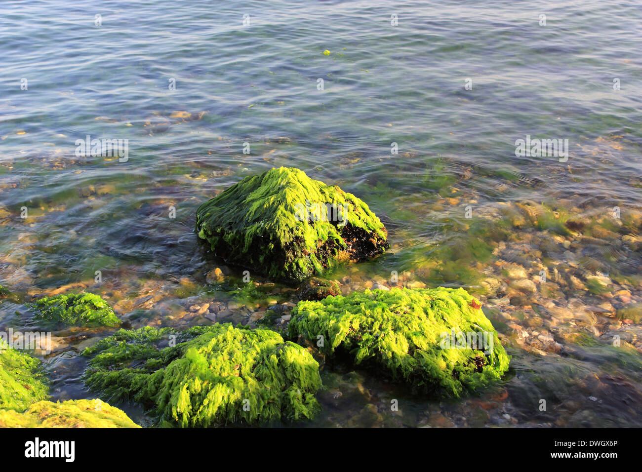 Blue Green Algae High Resolution Stock Photography and Images - Alamy