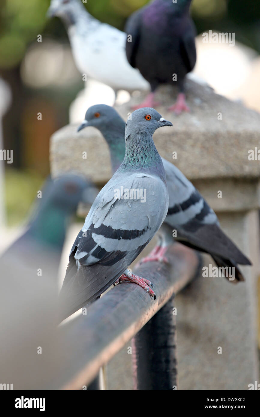 Dove on wall hi-res stock photography and images - Alamy