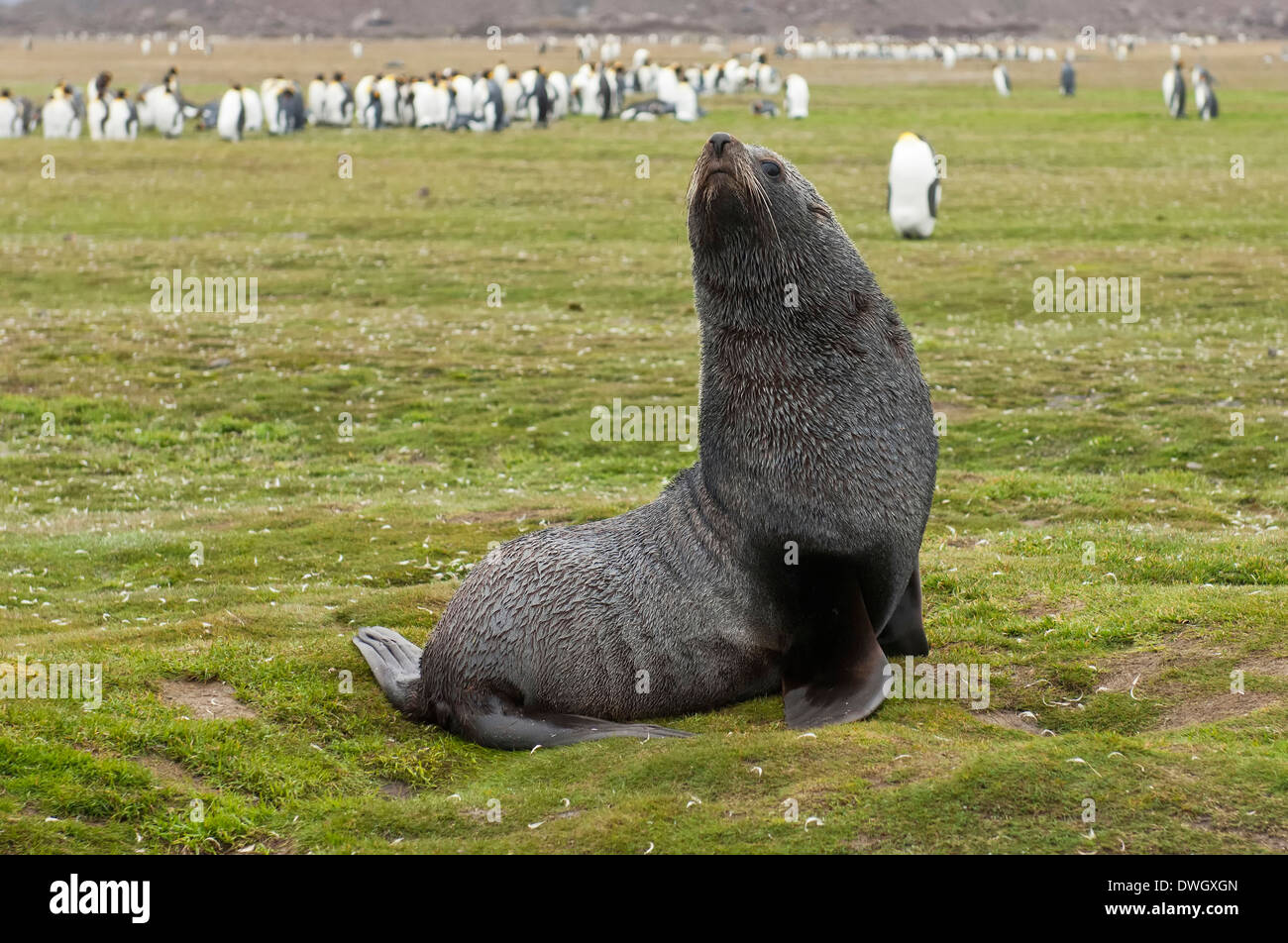 Adult antarctic fur seals arctocephalus hi-res stock photography and images - Alamy