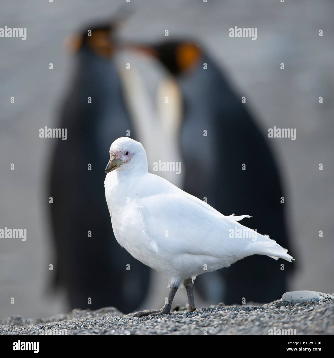Sheathbill hi-res stock photography and images - Alamy