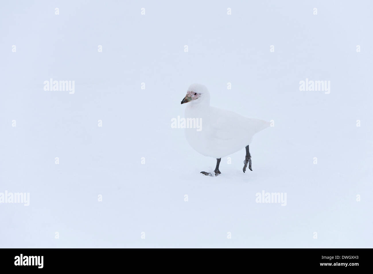 Sheathbill hi-res stock photography and images - Alamy