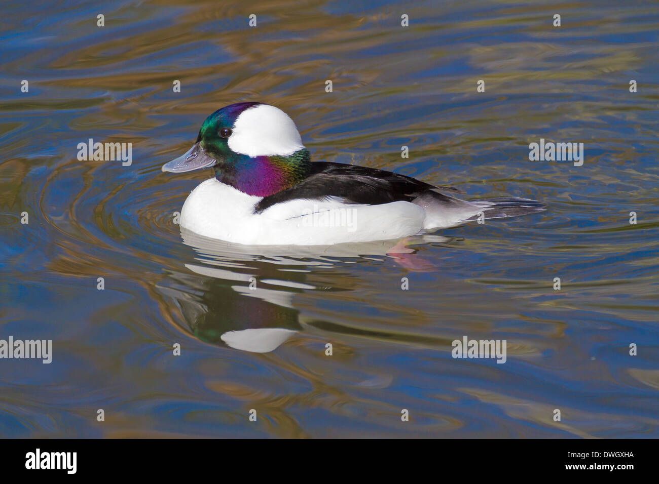 Bufflehead male on calm blue water hi-res stock photography and images ...