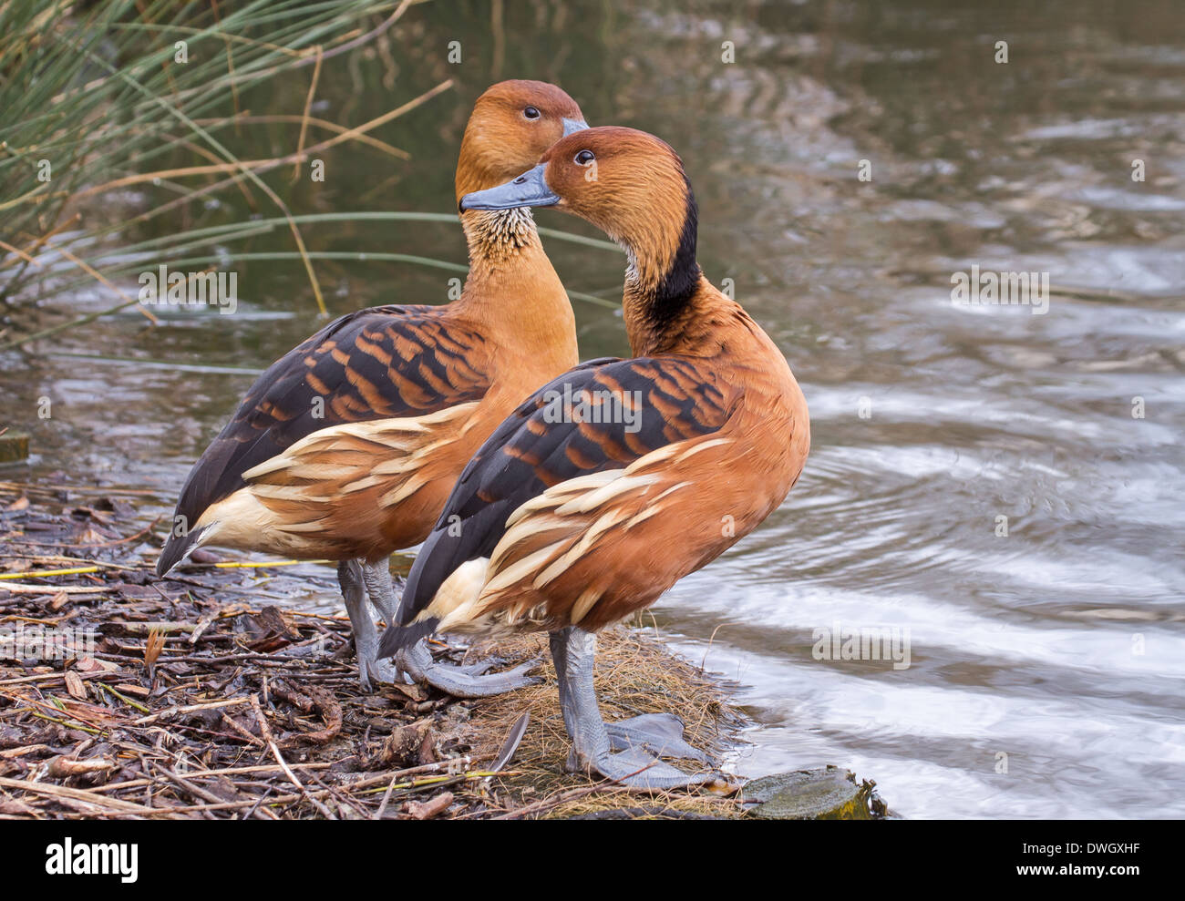 Plumed or Eyton's Whistling-ducks Stock Photo - Alamy