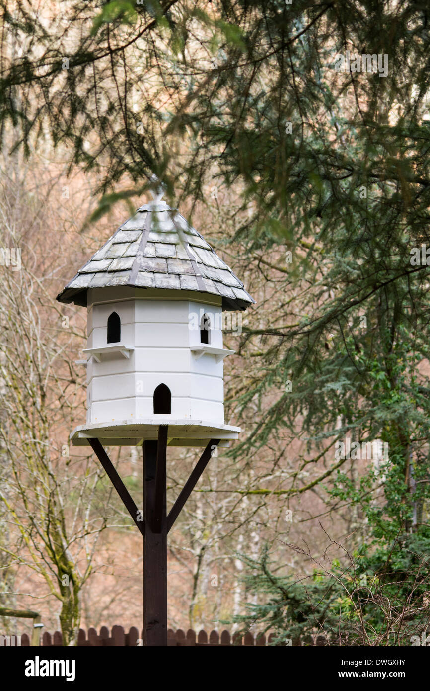 House dove hi-res stock photography and images - Alamy