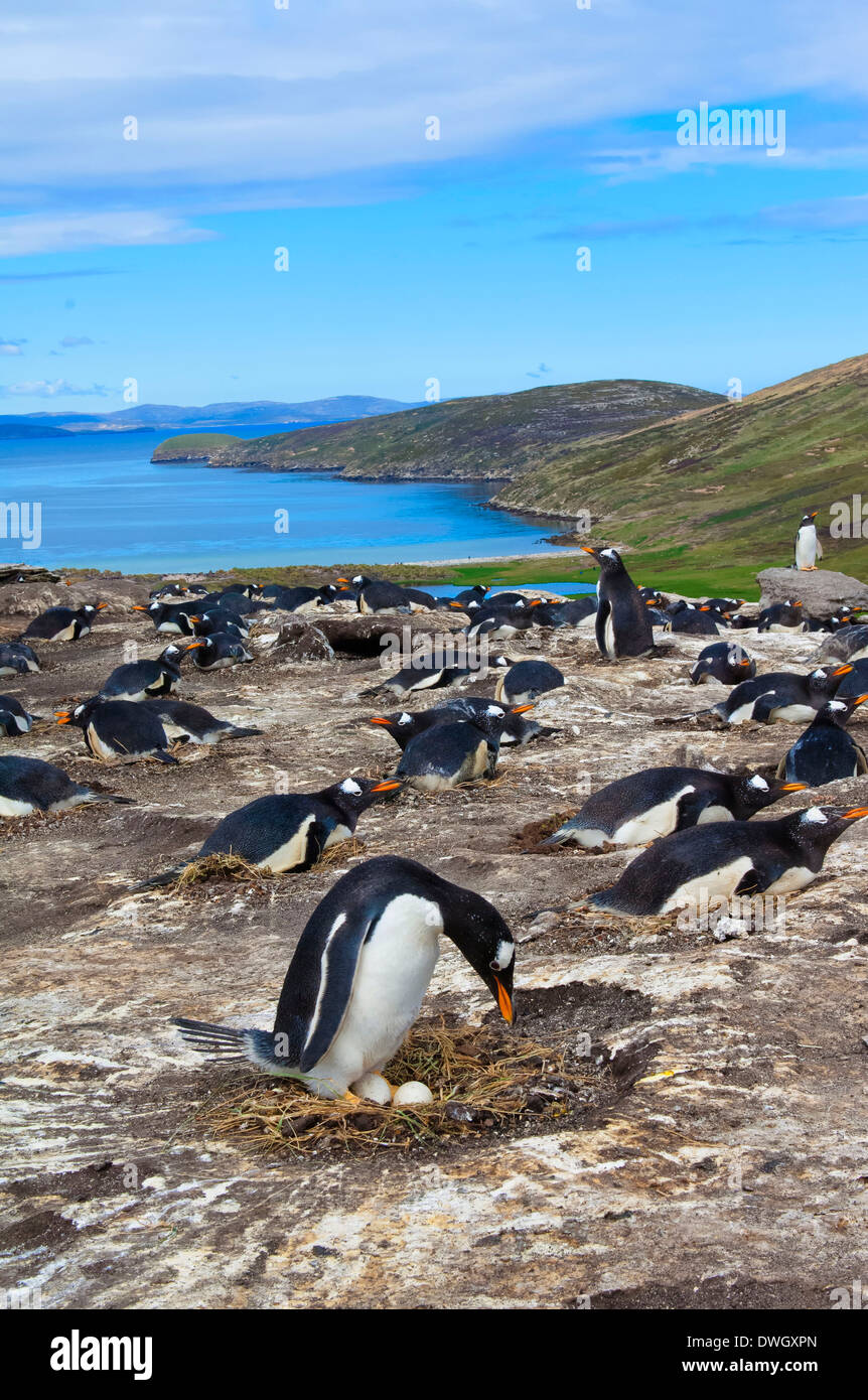 Vertical shot penguins standing hi-res stock photography and images - Alamy
