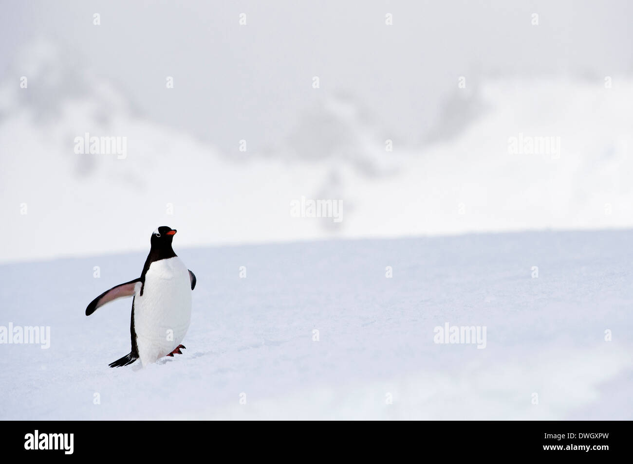 Isolation rm hi-res stock photography and images - Alamy