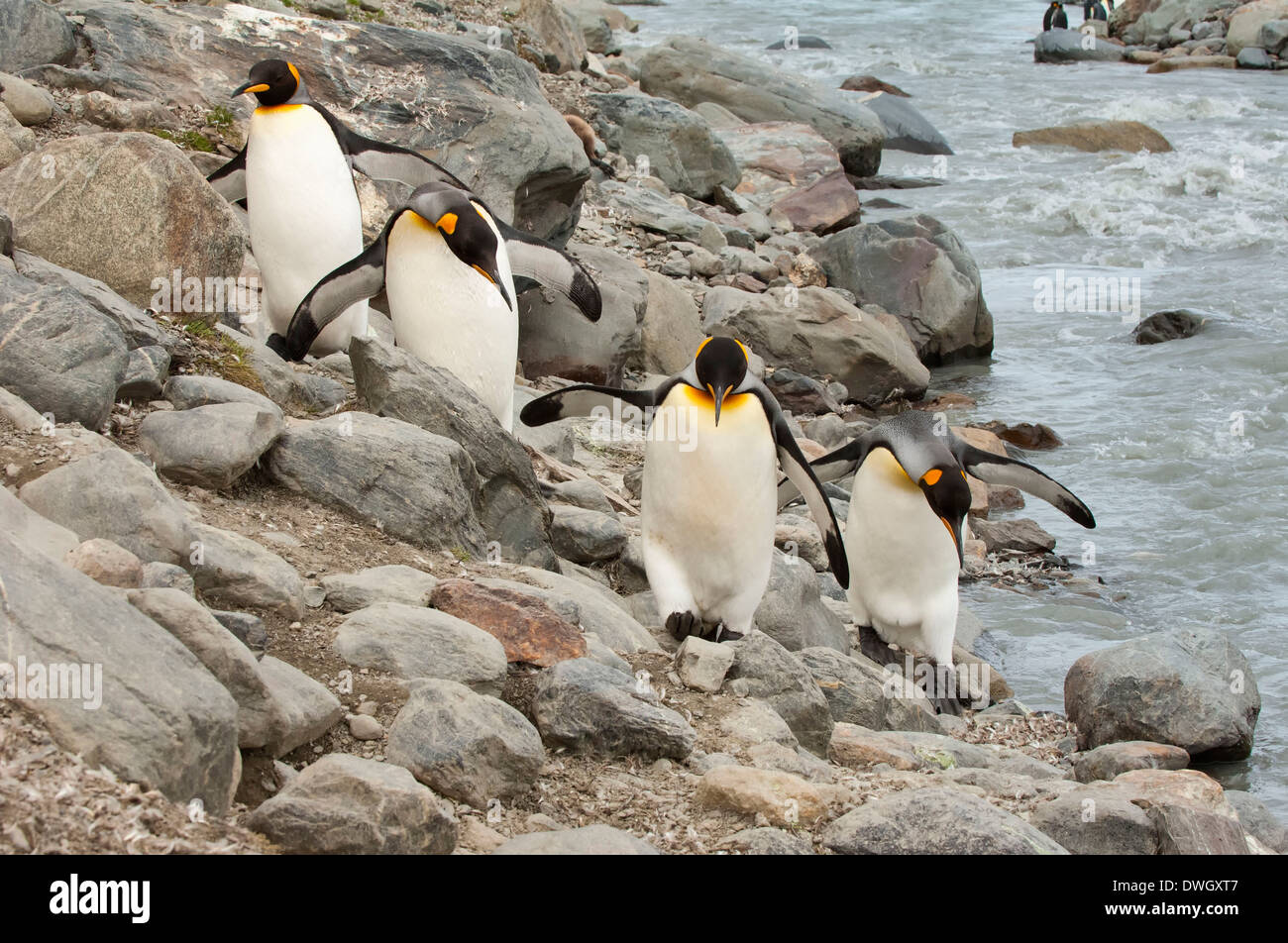 Penguin river hi-res stock photography and images - Alamy