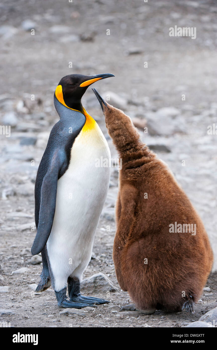 Penguin stands upright hi-res stock photography and images - Alamy