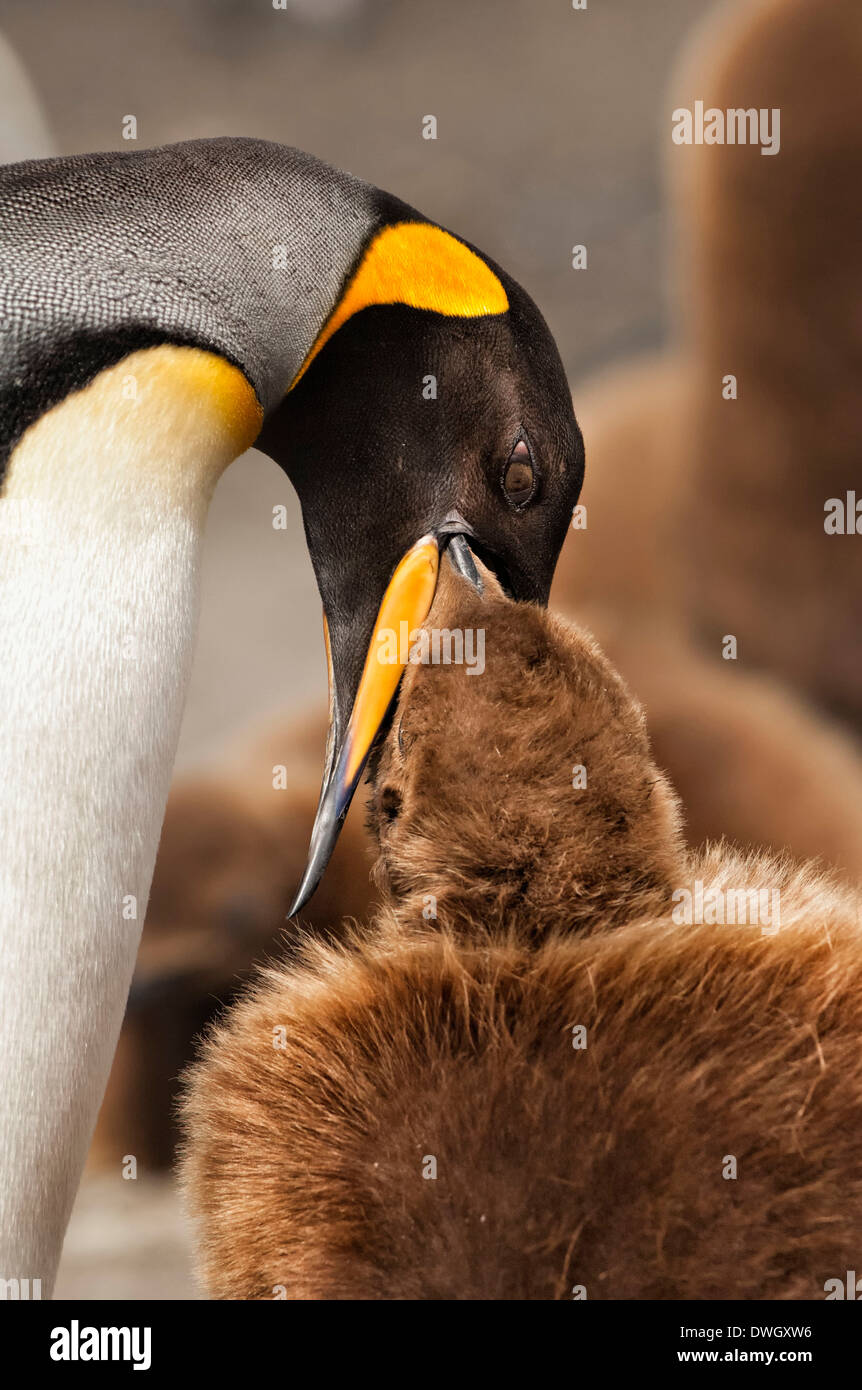 King penguin penguins feeding hi-res stock photography and images - Alamy