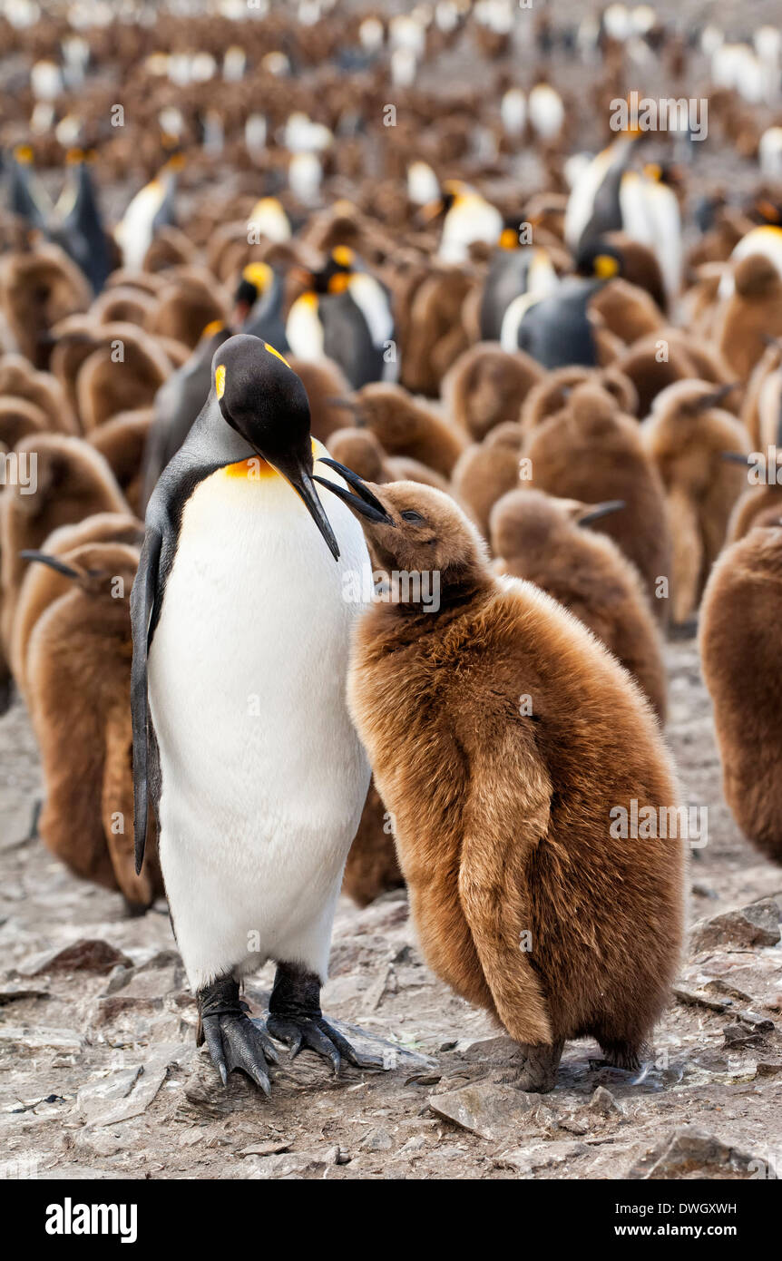 King penguin rookery antarctica hi-res stock photography and images - Alamy