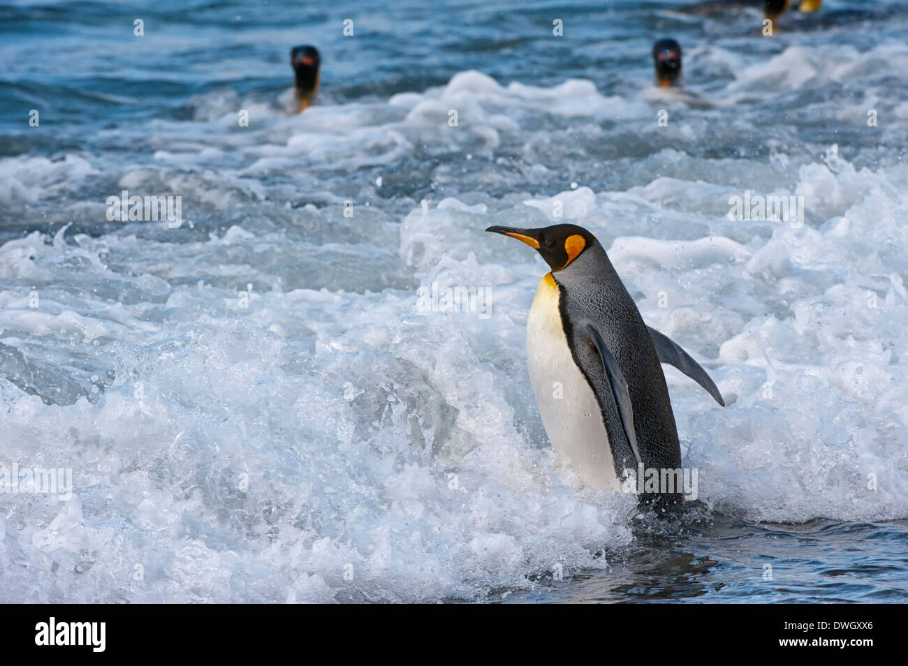 King penguin entering water hi-res stock photography and images - Alamy