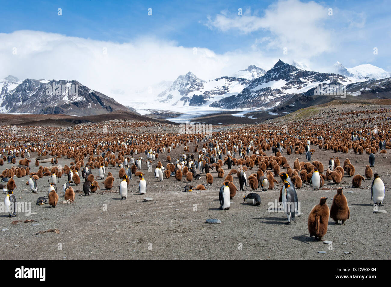 Penguin rookery hi-res stock photography and images - Alamy