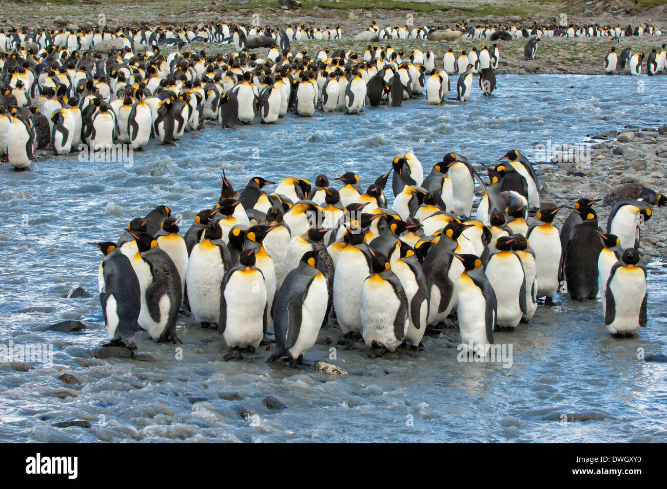 King penguin rookery hi-res stock photography and images - Alamy