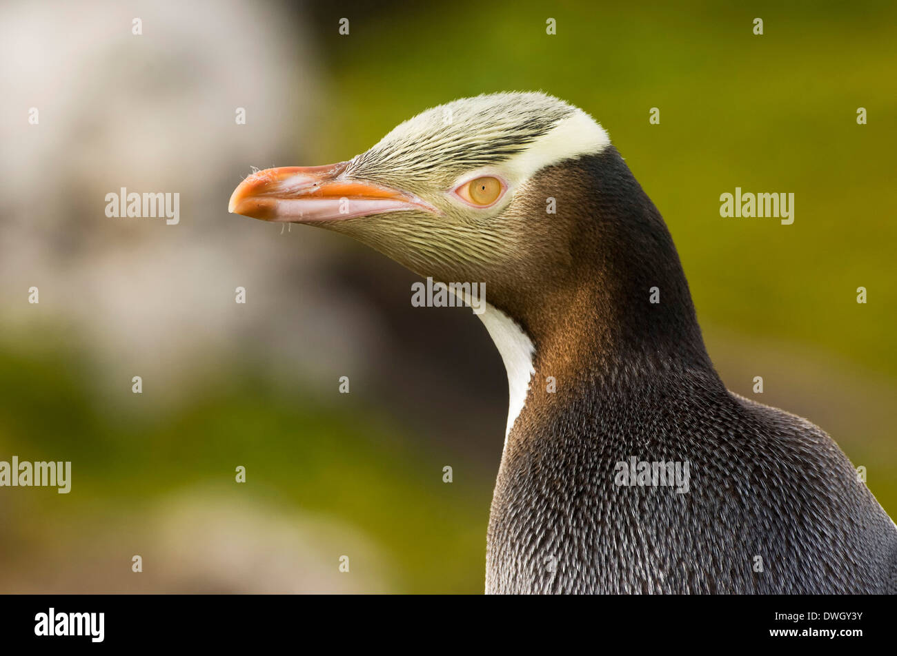 Yellow eyed penguin hi-res stock photography and images - Alamy