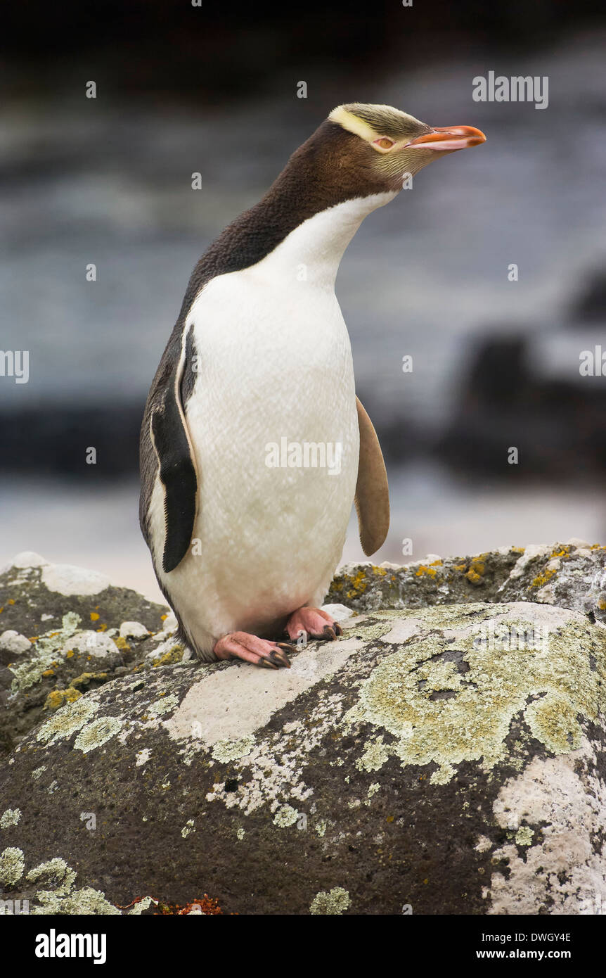 Yellow eyed penguin hi-res stock photography and images - Alamy