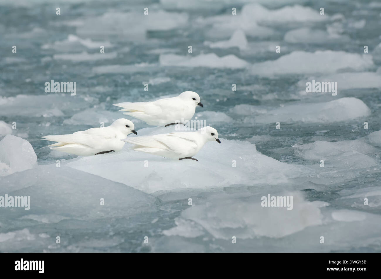 Petrel south georgia white hi-res stock photography and images - Alamy