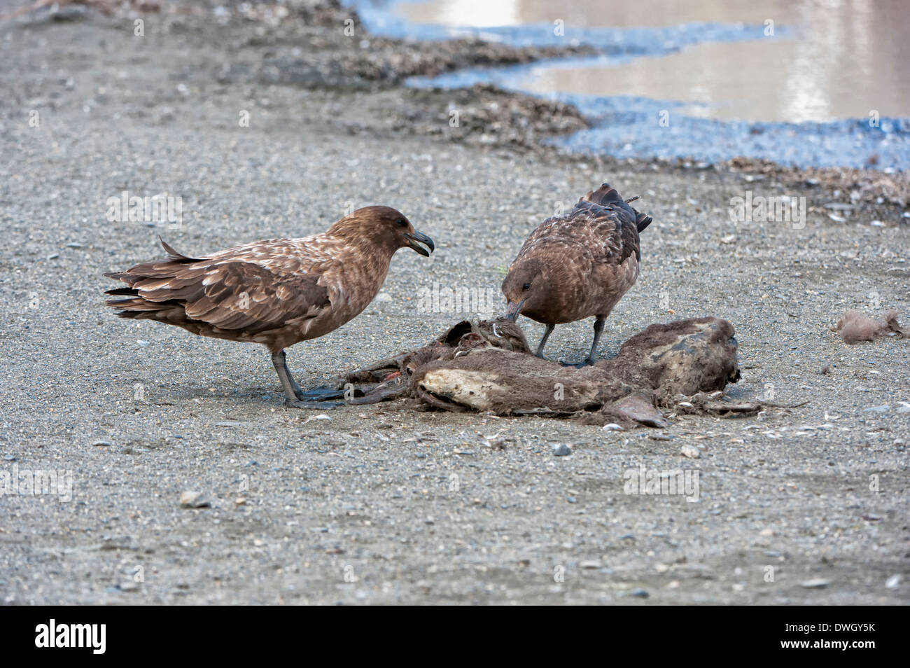 Brown skua hi-res stock photography and images - Alamy