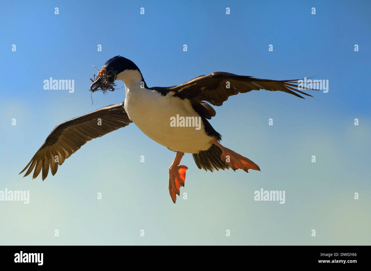 Falklands shag hi-res stock photography and images - Alamy