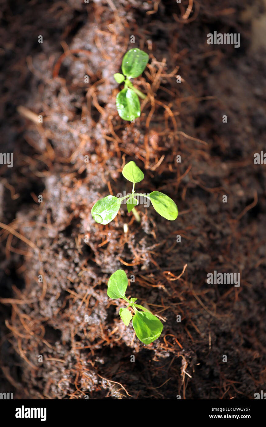 Three Seedlings in vegetable garden and sunlight at morning Stock Photo ...