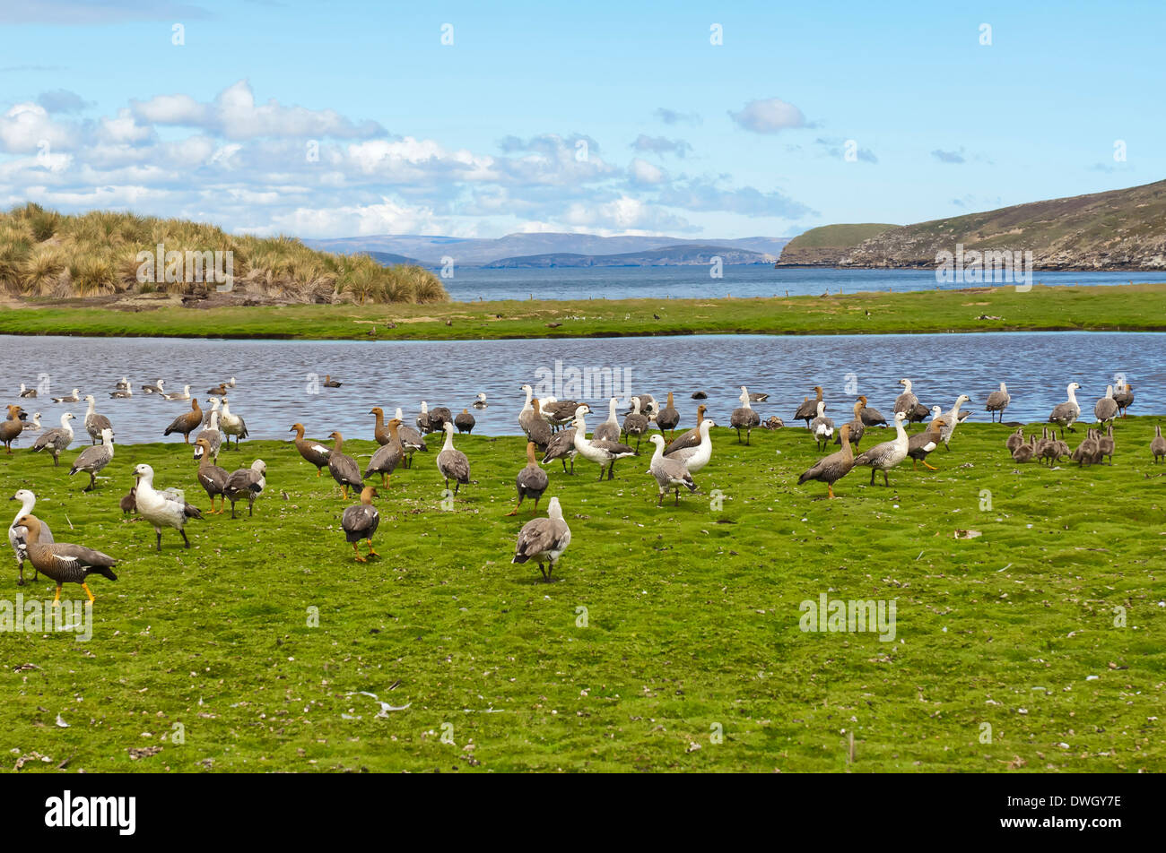 Upland goose birds falklands hi-res stock photography and images - Alamy