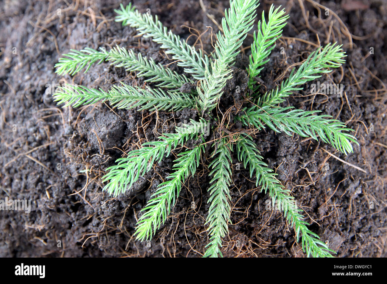 Ground pine hi-res stock photography and images - Alamy