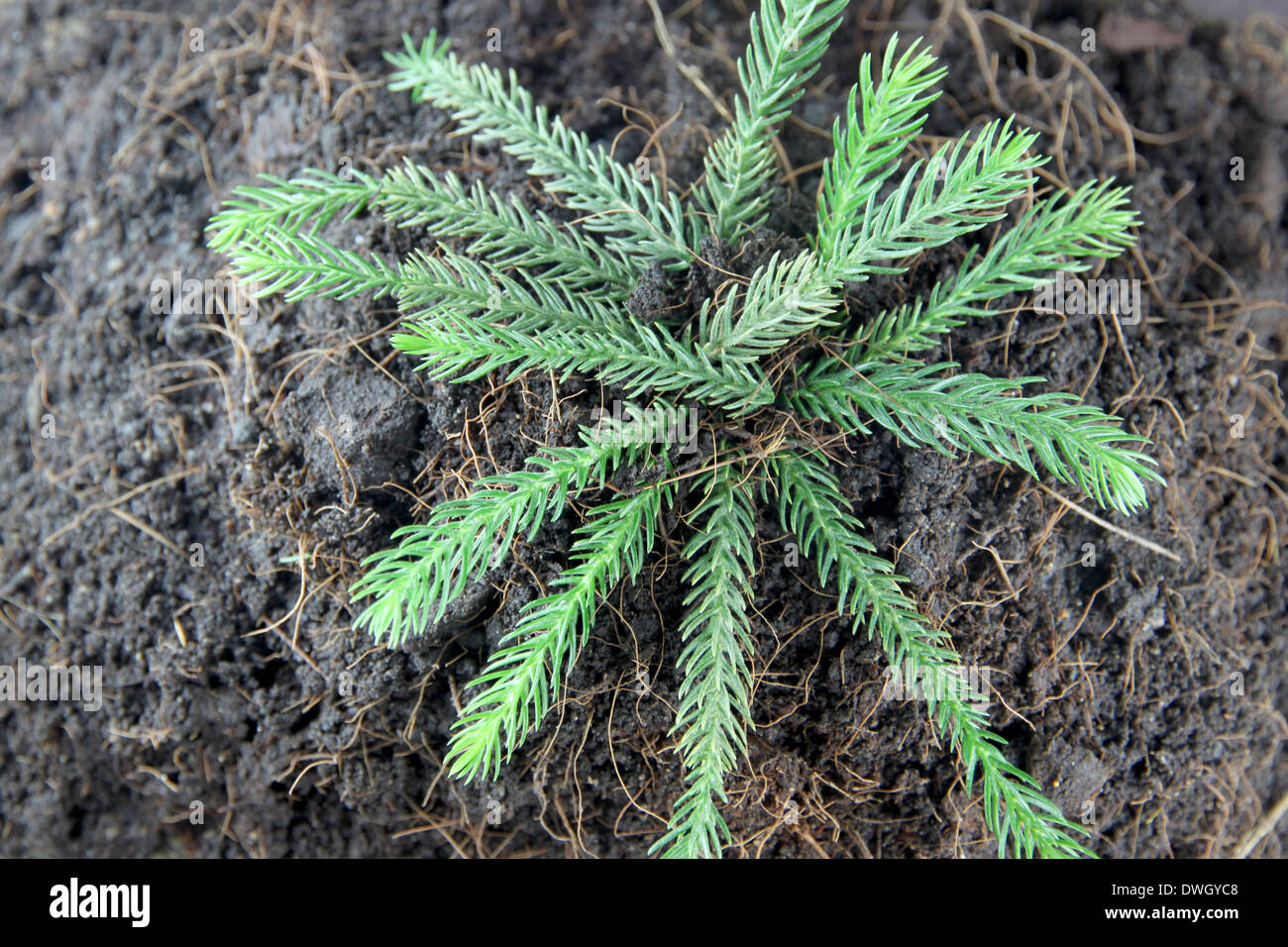 Ground pine hi-res stock photography and images - Alamy