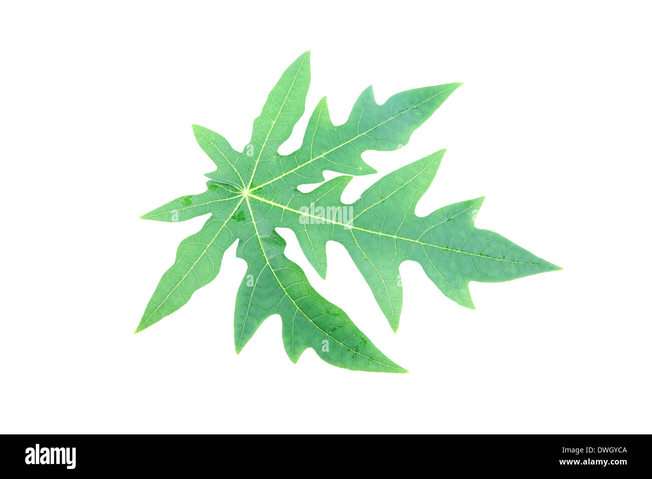 Green white leaves flower Cut Out Stock Images & Pictures - Alamy