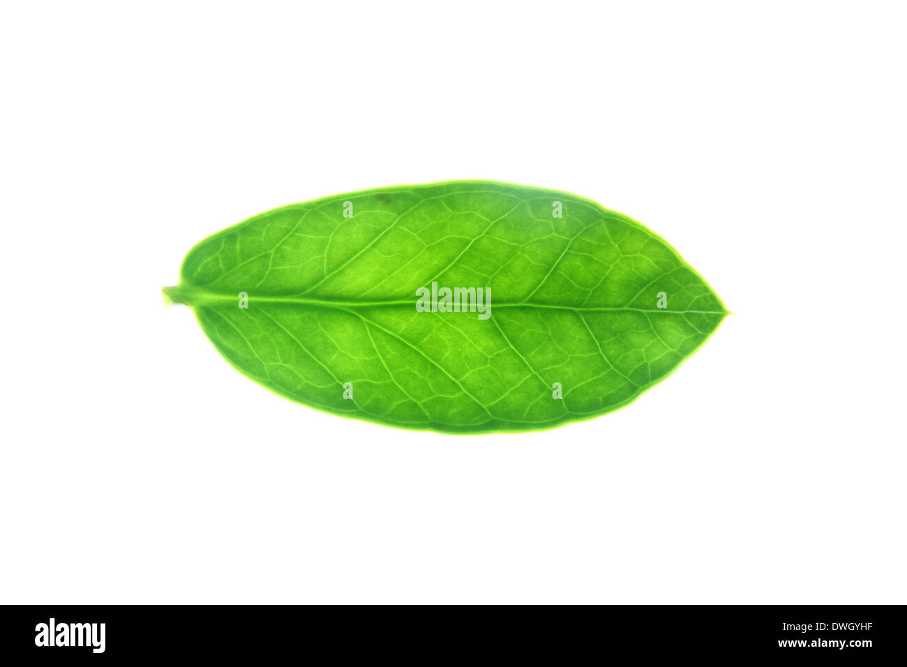 Green leaves visible pattern on white background Stock Photo - Alamy