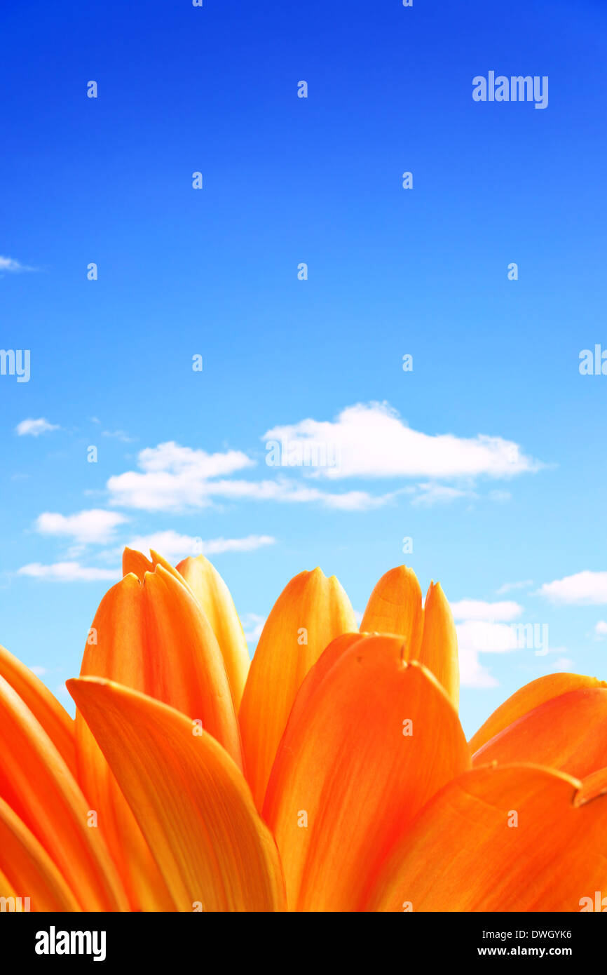 Daisy flower against blue sky with clouds Stock Photo - Alamy