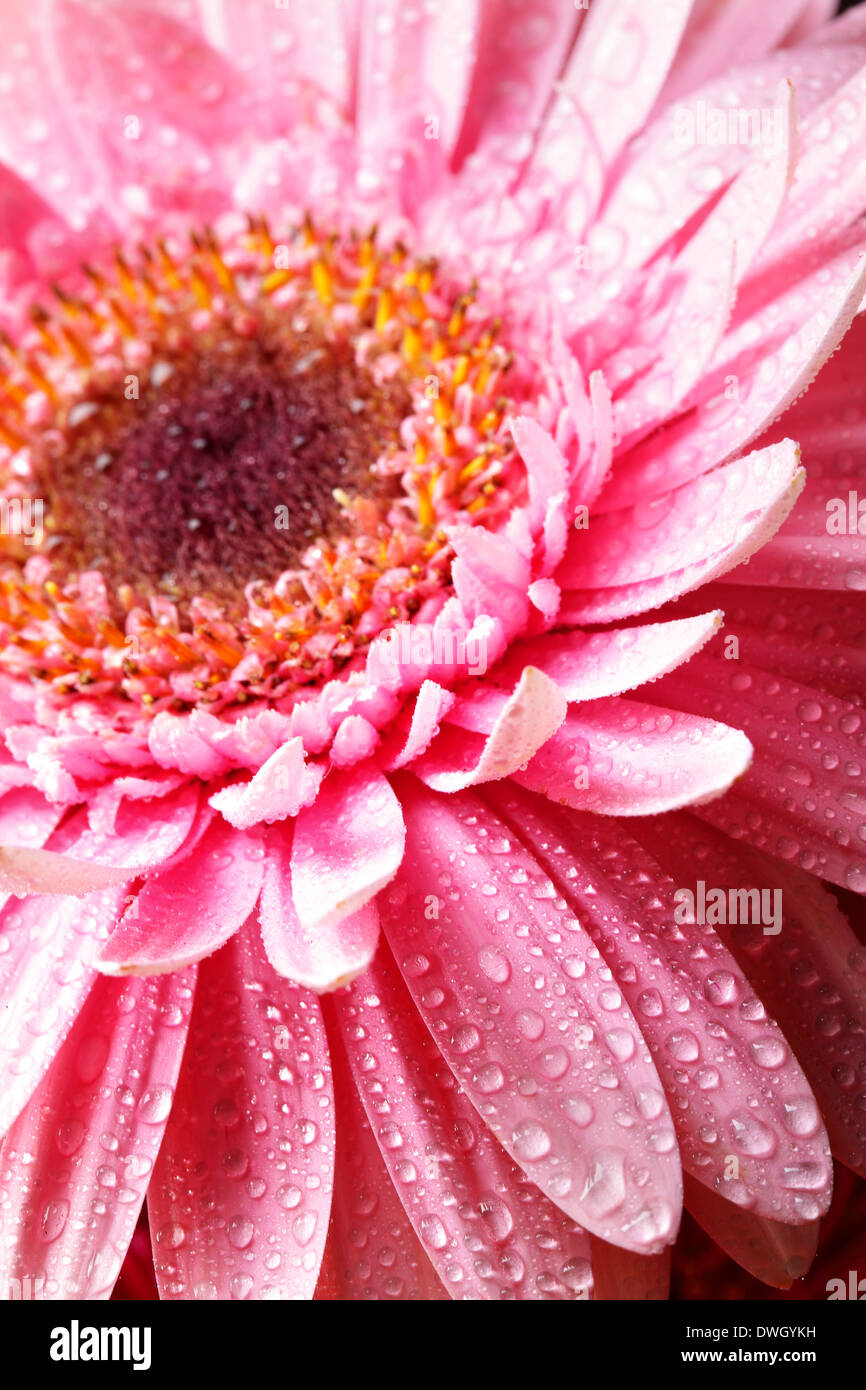Gerbers hi-res stock photography and images - Alamy