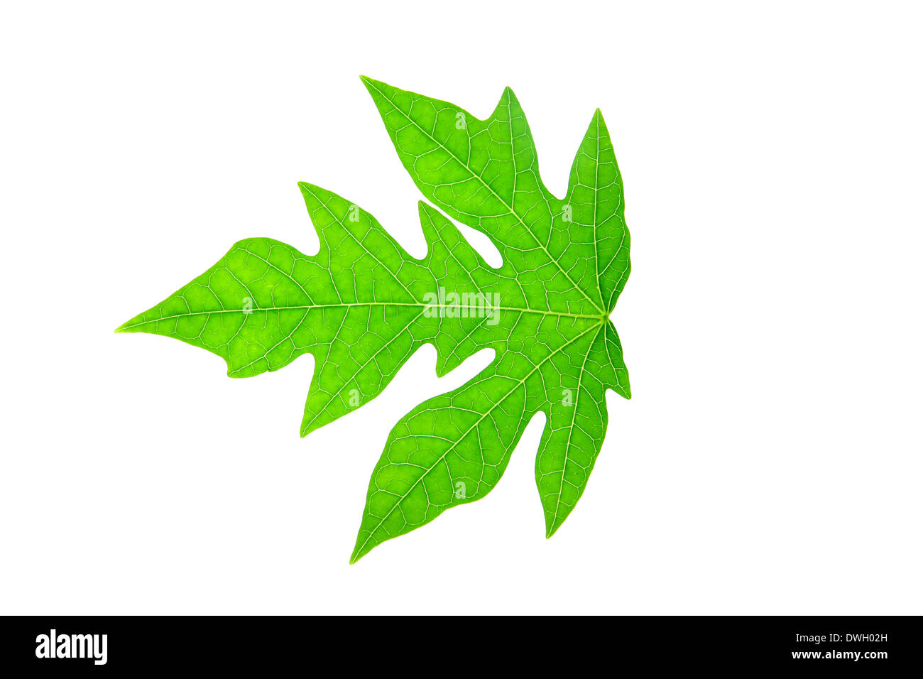 Green white leaves flower Cut Out Stock Images & Pictures - Alamy