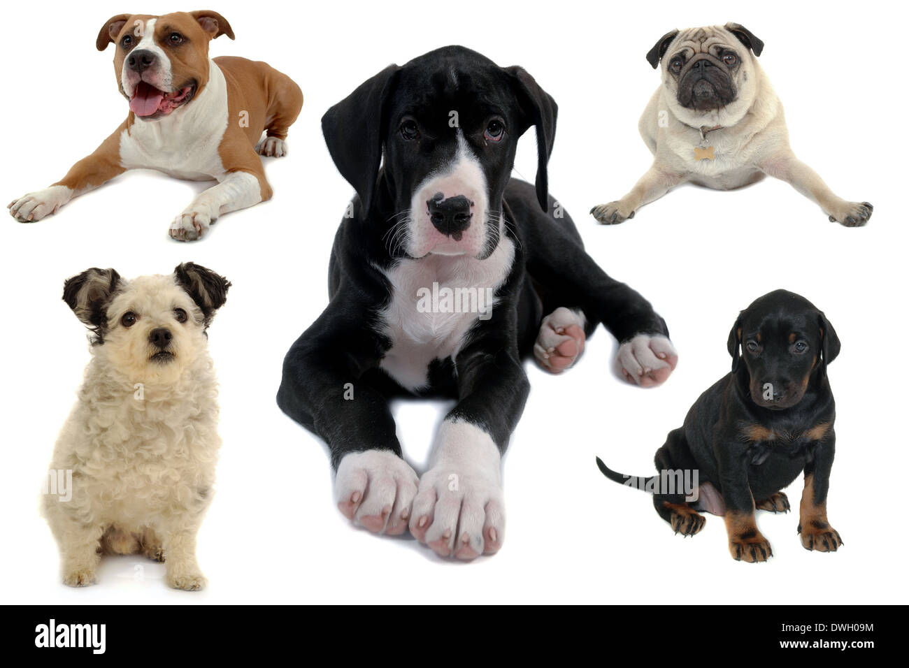 Dog collection isolated on white background Stock Photo - Alamy